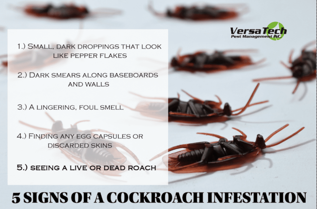 5 Signs You Have Cockroaches | California | Versa-Tech PM