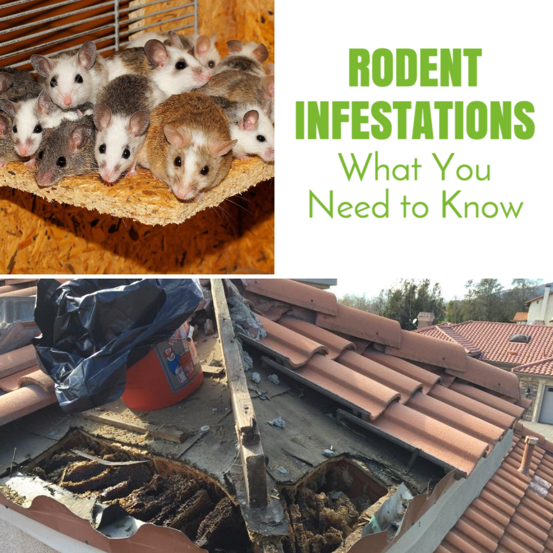 The Havoc and Health Dangers of Rat Infestations in Your Attic - Versa ...
