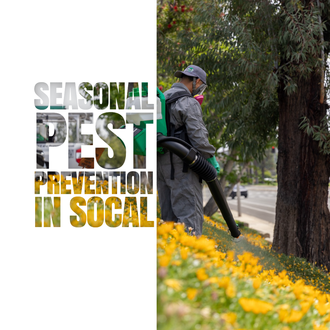 Why Pest Prevention is Important in SoCal | Summer Pests